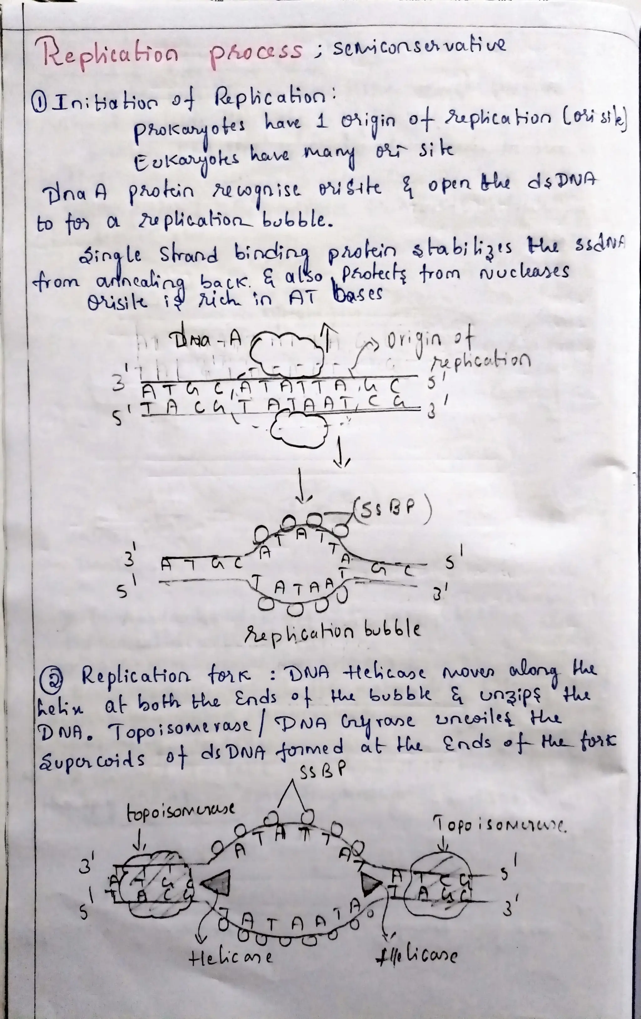 Replication of DNA in Prokaryotic cells.pdf