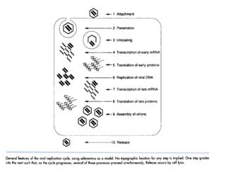 Replication-of-Viruses and its life cycle | PDF