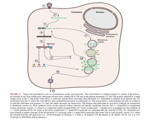 Replication-of-Virus.life cycle of virus | PDF