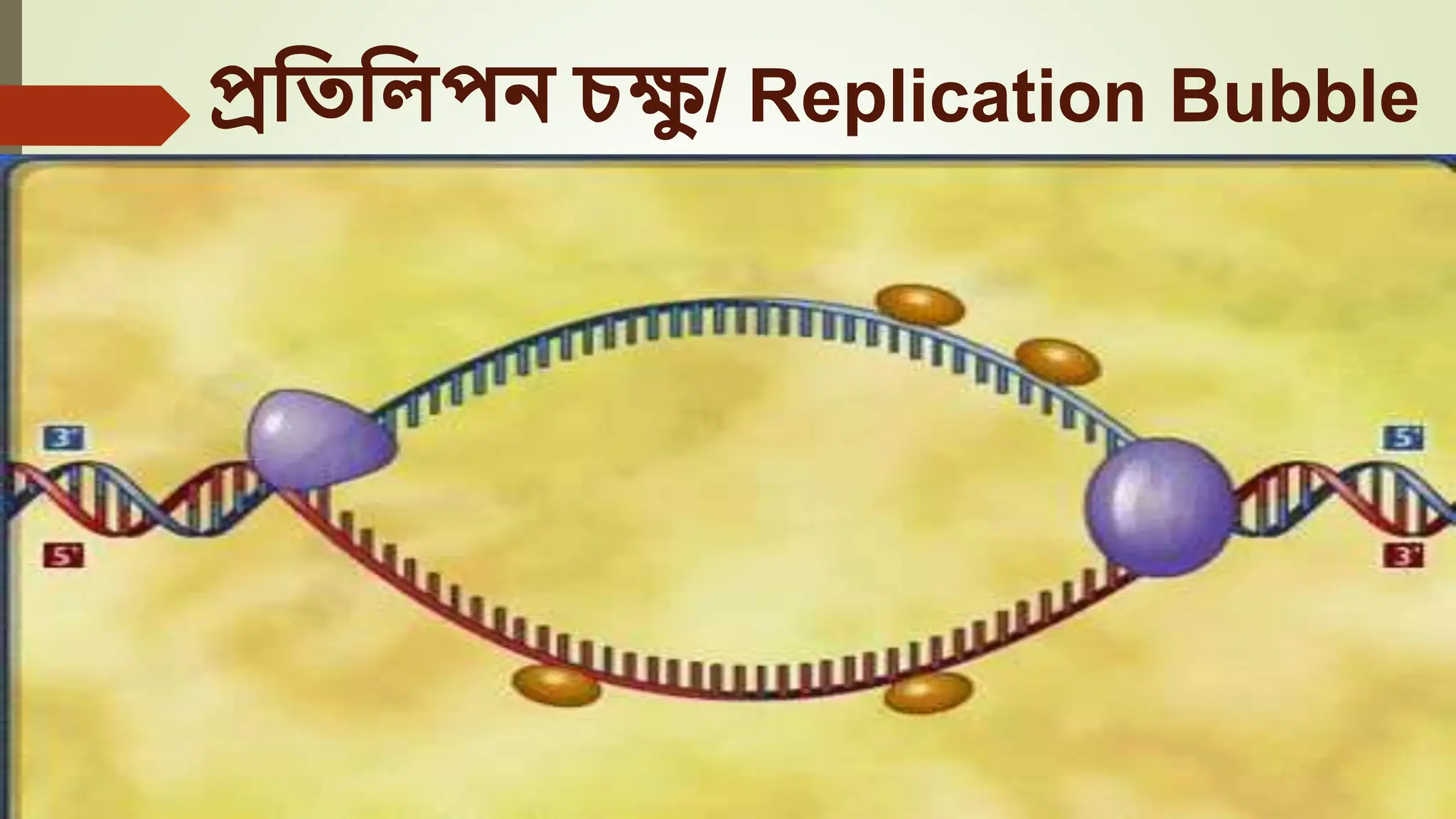 DNA replication process in details ppt format | PPT