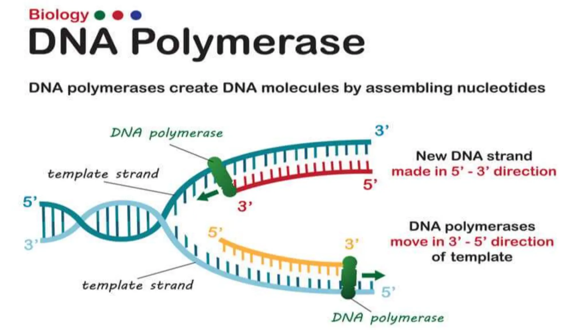 DNA replication process in details ppt format | PPTX