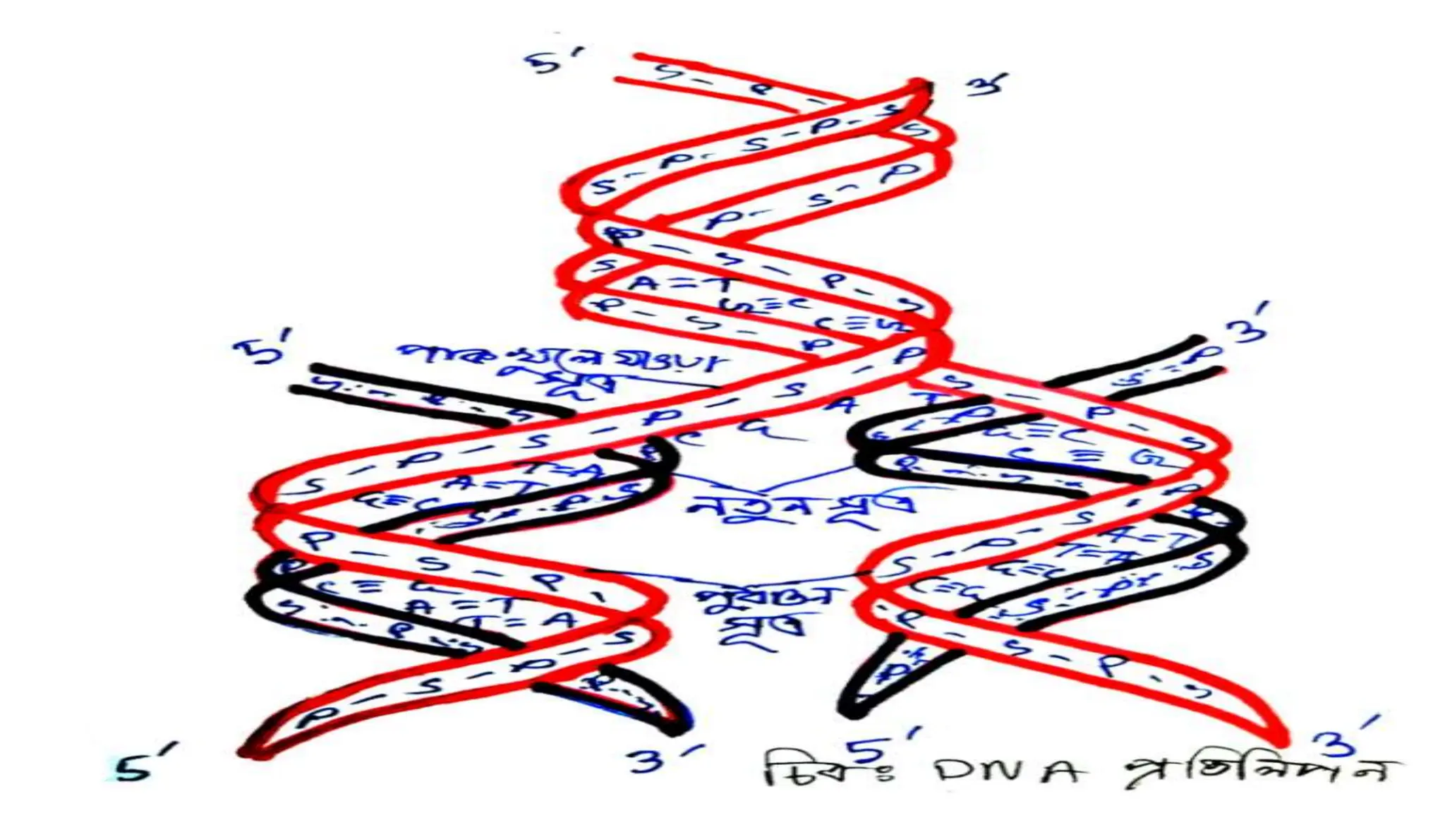 DNA replication process in details ppt format | PPTX
