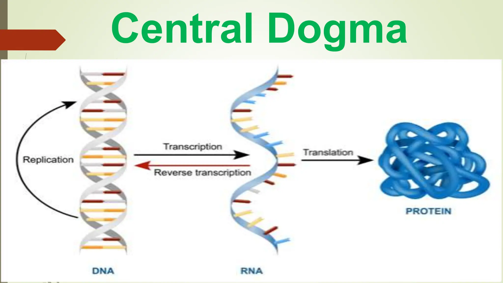 DNA replication process in details ppt format | PPT