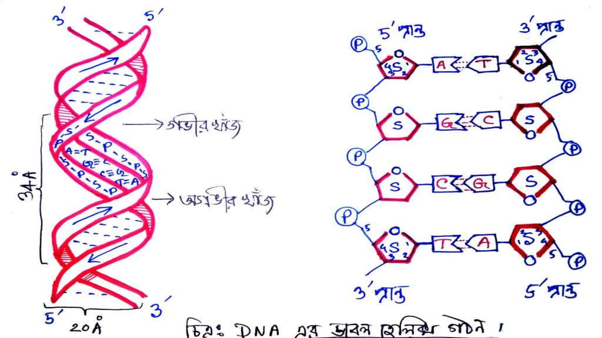 DNA replication process in details ppt format | PPTX