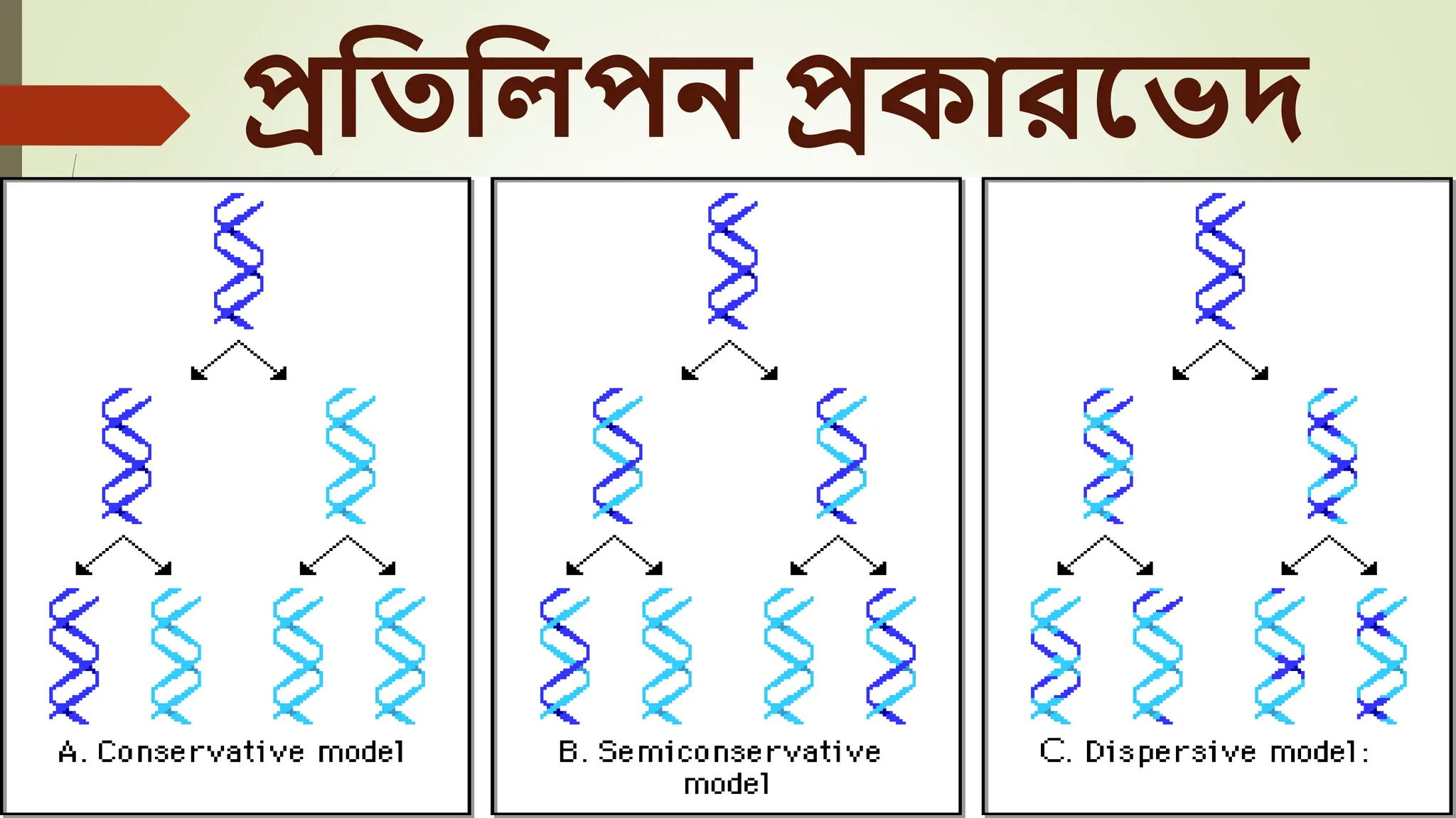 DNA replication process in details ppt format | PPT