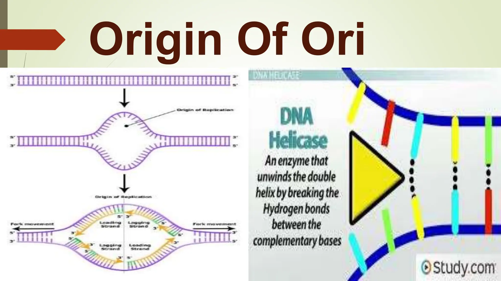 Dna Replication Process In Details Ppt Format Pptx