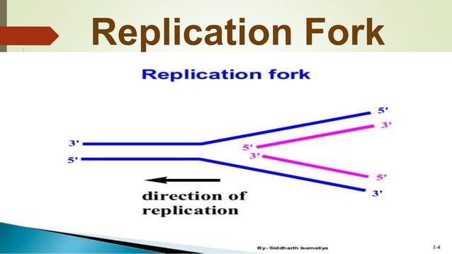 DNA replication process in details ppt format | PPTX