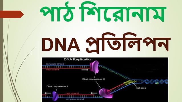 DNA replication process in details ppt format | PPT