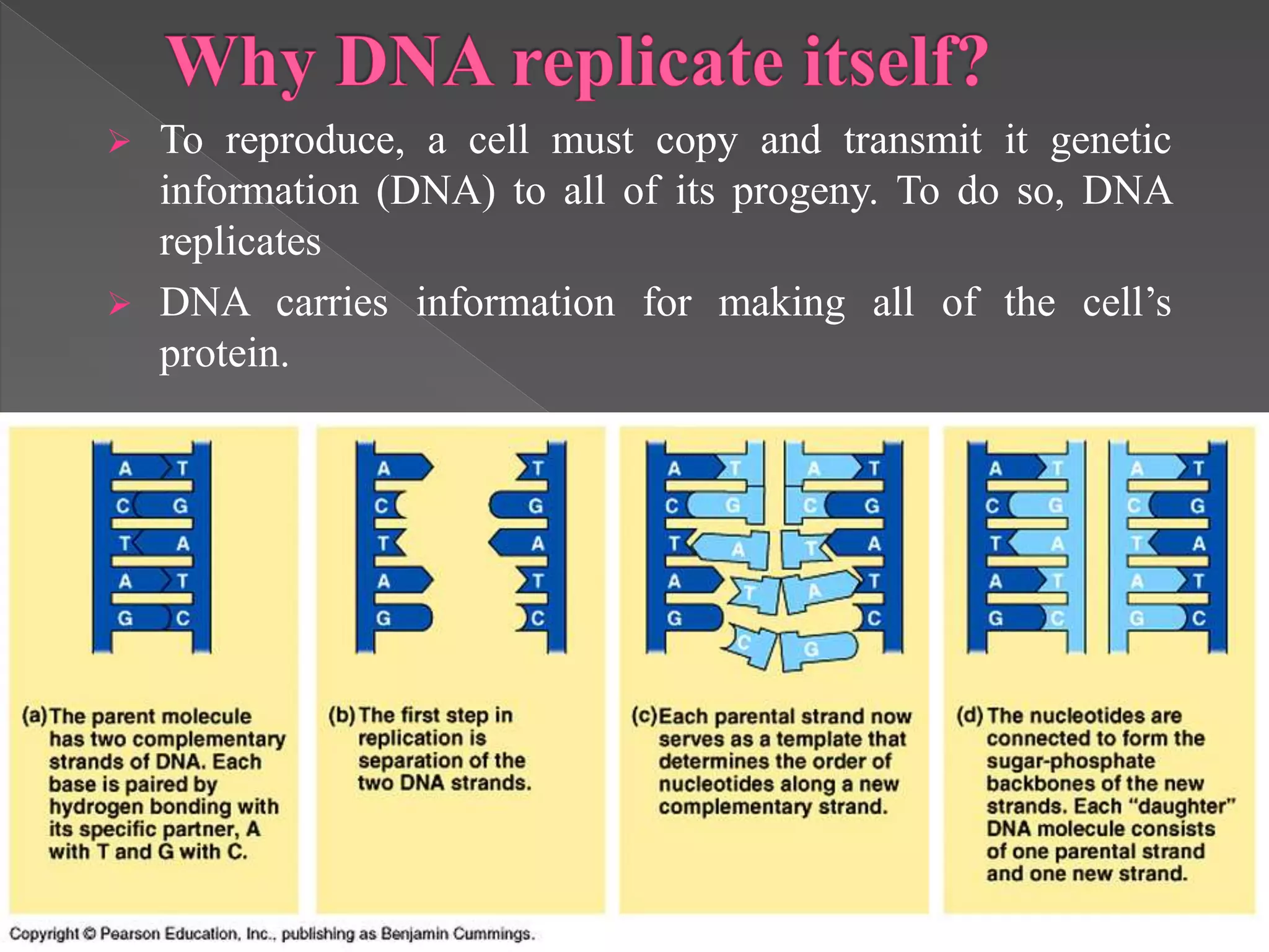 DNA Replication | PPTX