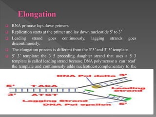 DNA Replication | PPTX