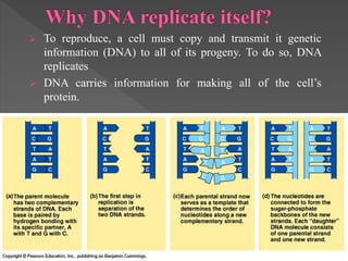 DNA Replication | PPTX