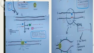 replication and cell cycle | PDF