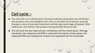 replication and cell cycle | PDF