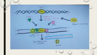 replication and cell cycle | PDF