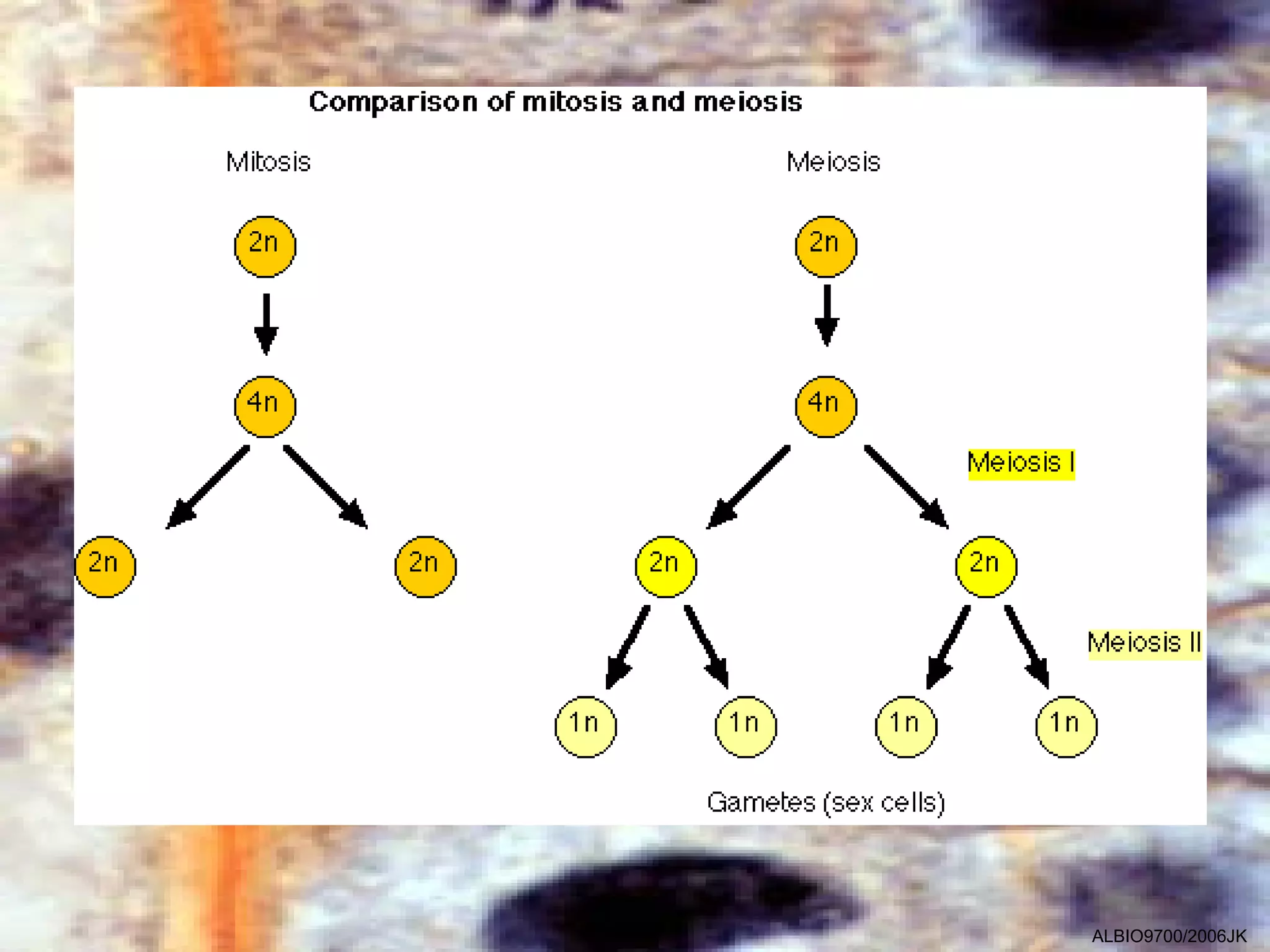 01 Replication and Division of Nuclei and Cells | PPT