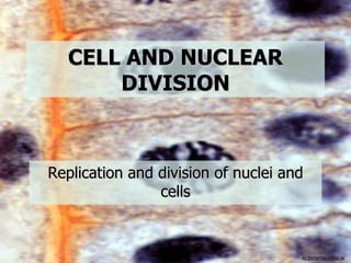 01 Replication and Division of Nuclei and Cells | PPT