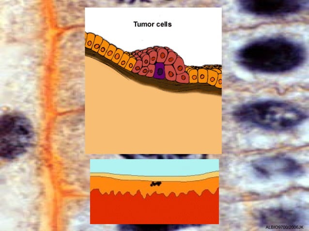 01 Replication and Division of Nuclei and Cells | PPT | Cancer ...