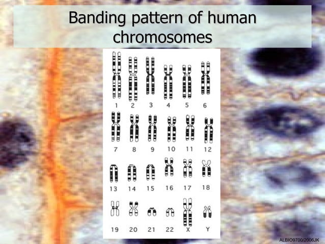 01 Replication and Division of Nuclei and Cells | PPT | Cancer ...
