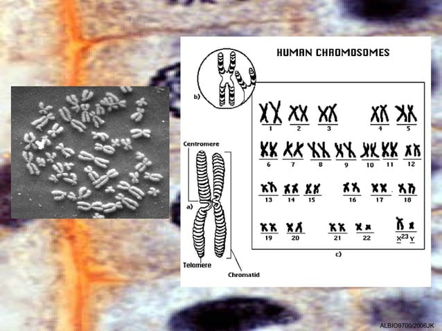 01 Replication and Division of Nuclei and Cells | PPT | Cancer ...