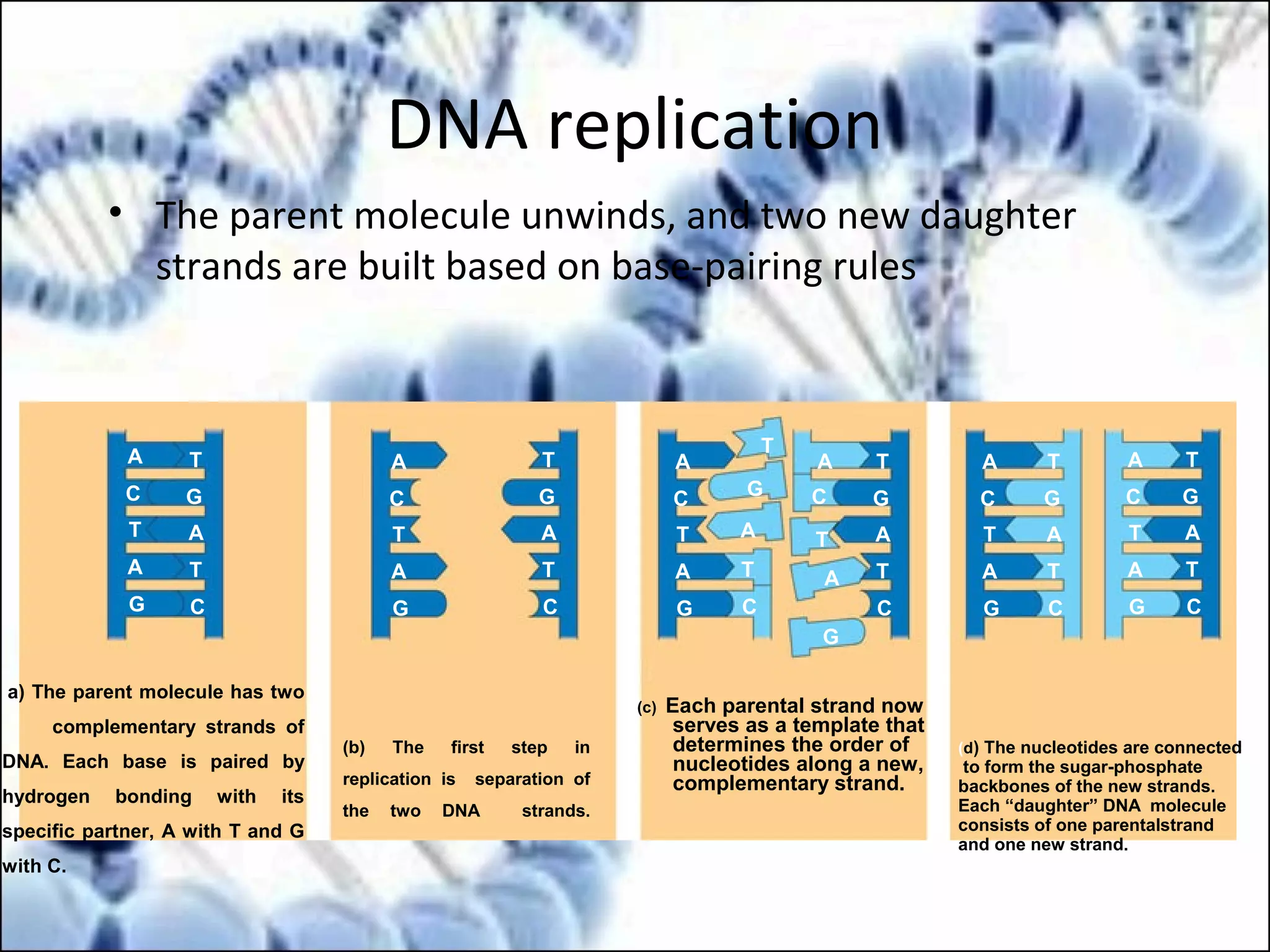 Replication and gene exression | PPT