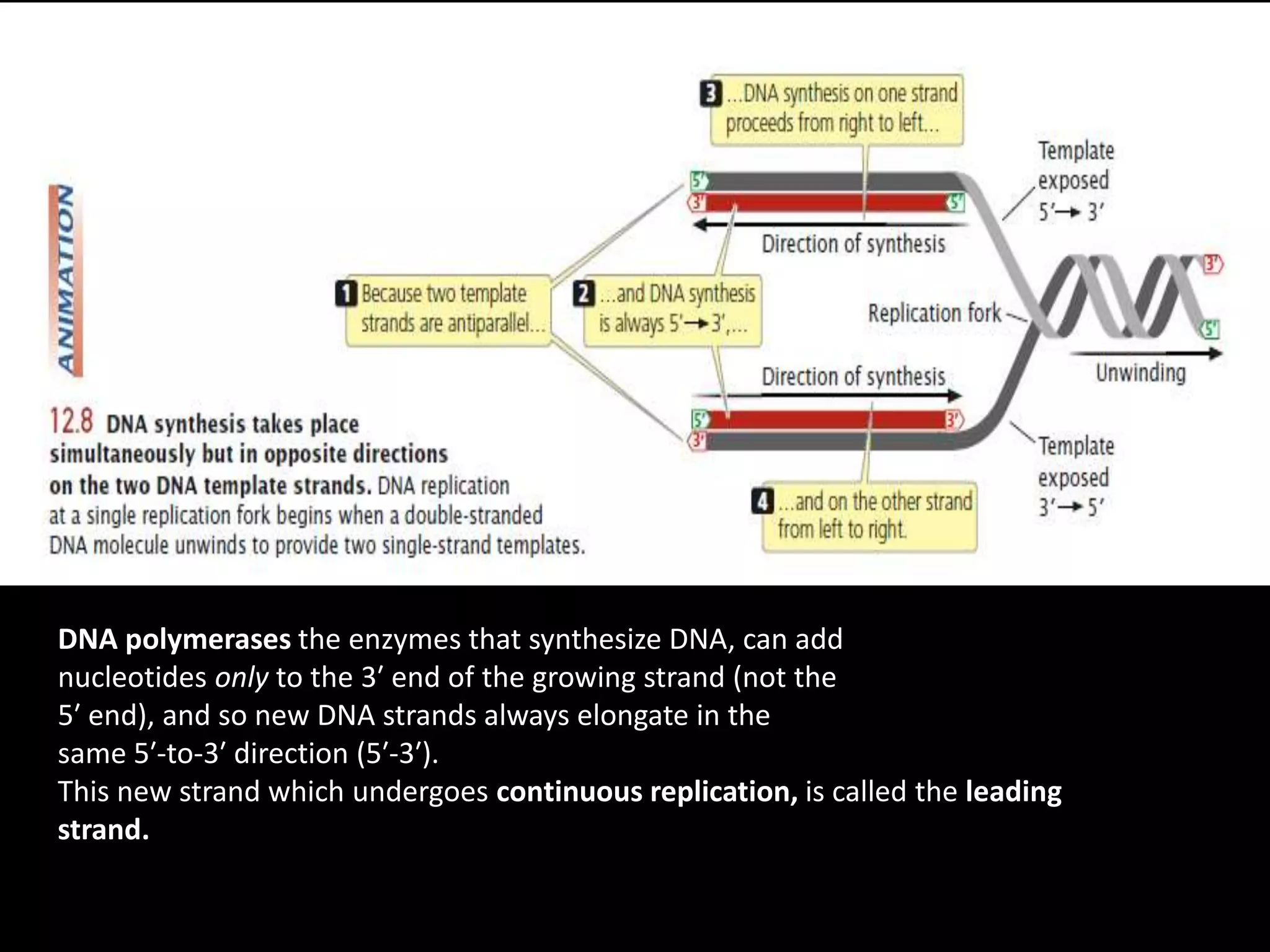 replication and transcription of DNA.pptx