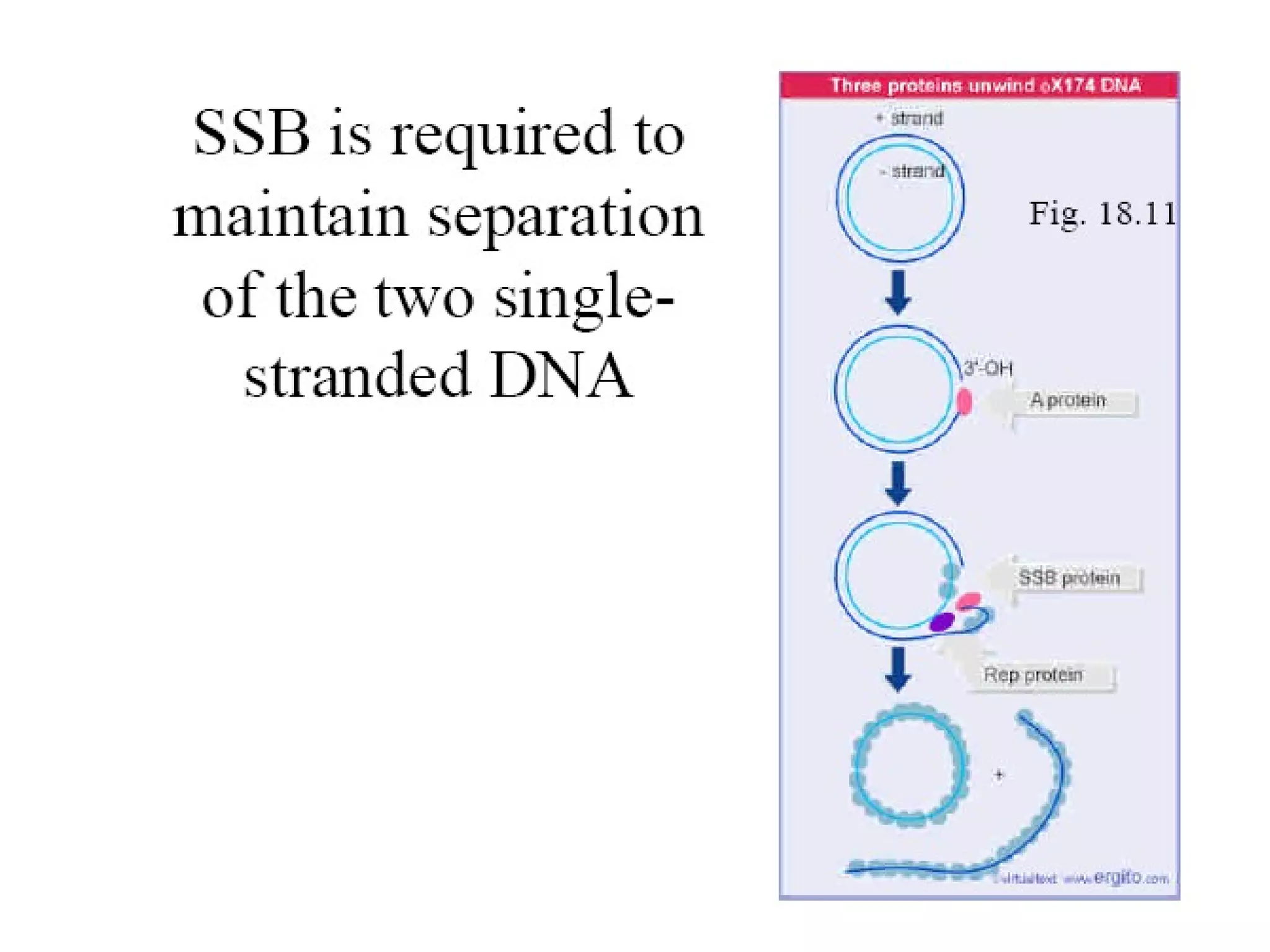 Replication class final.ppt | PPT
