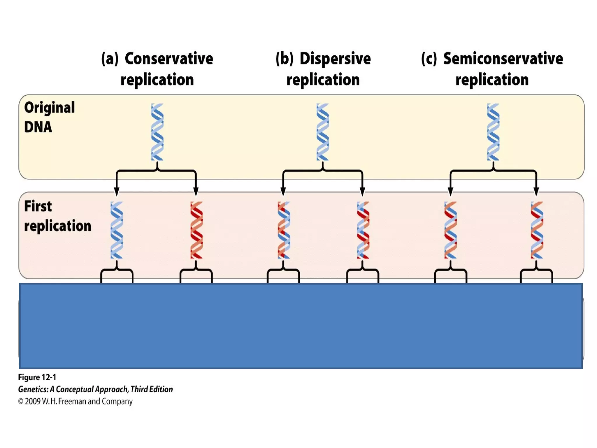 Replication class final.ppt | PPT