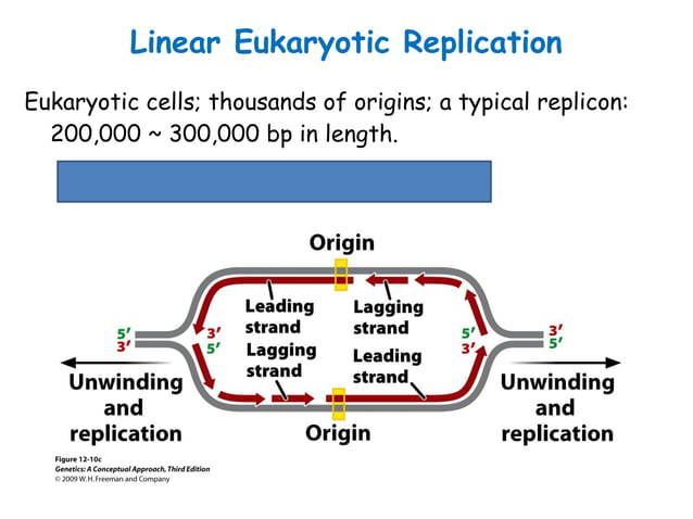 Replication class final.ppt | PPT