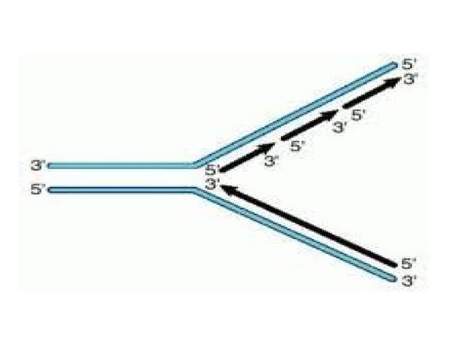 Replication class final.ppt | PPT