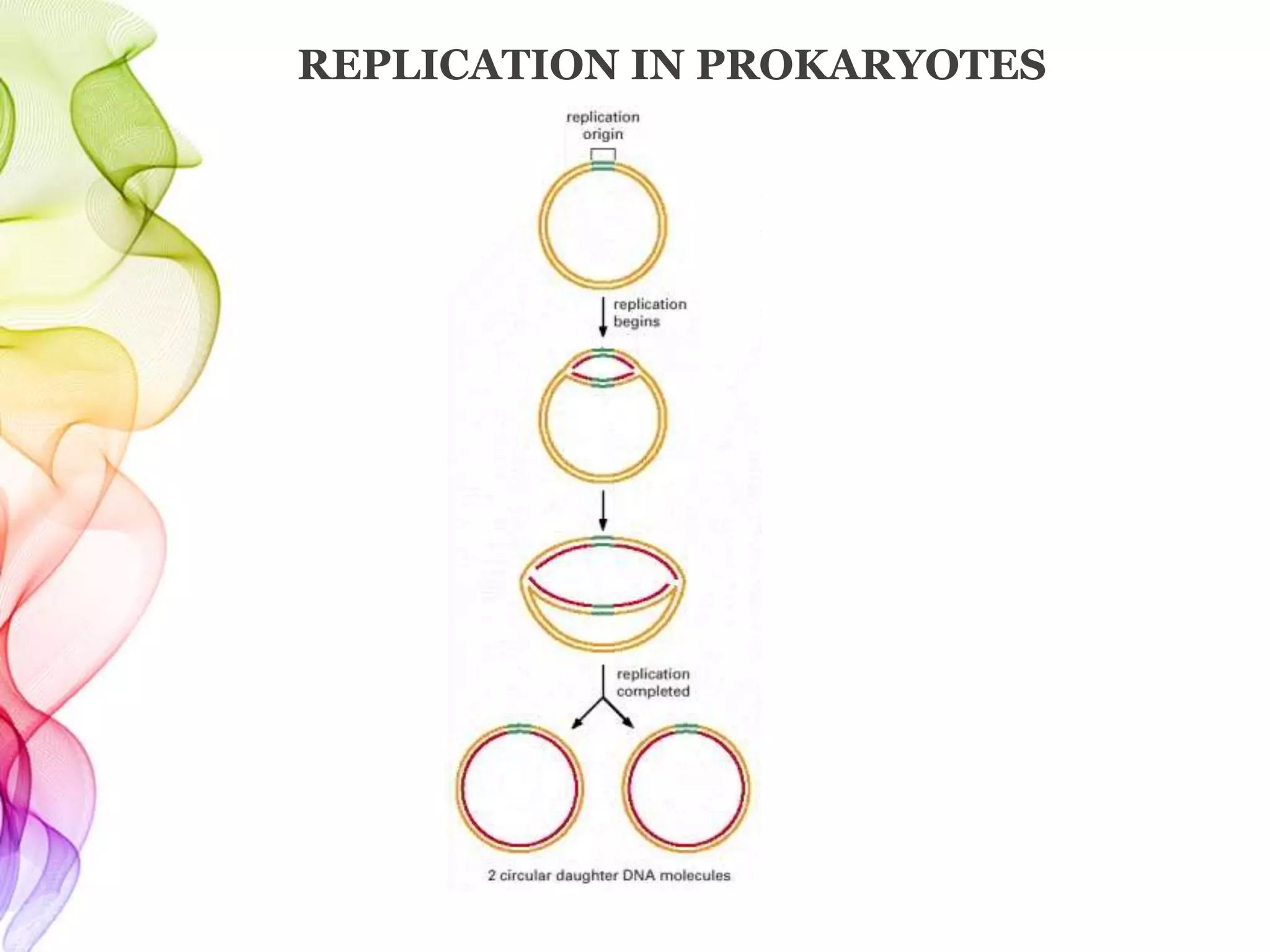 Replication fork final | PPTX
