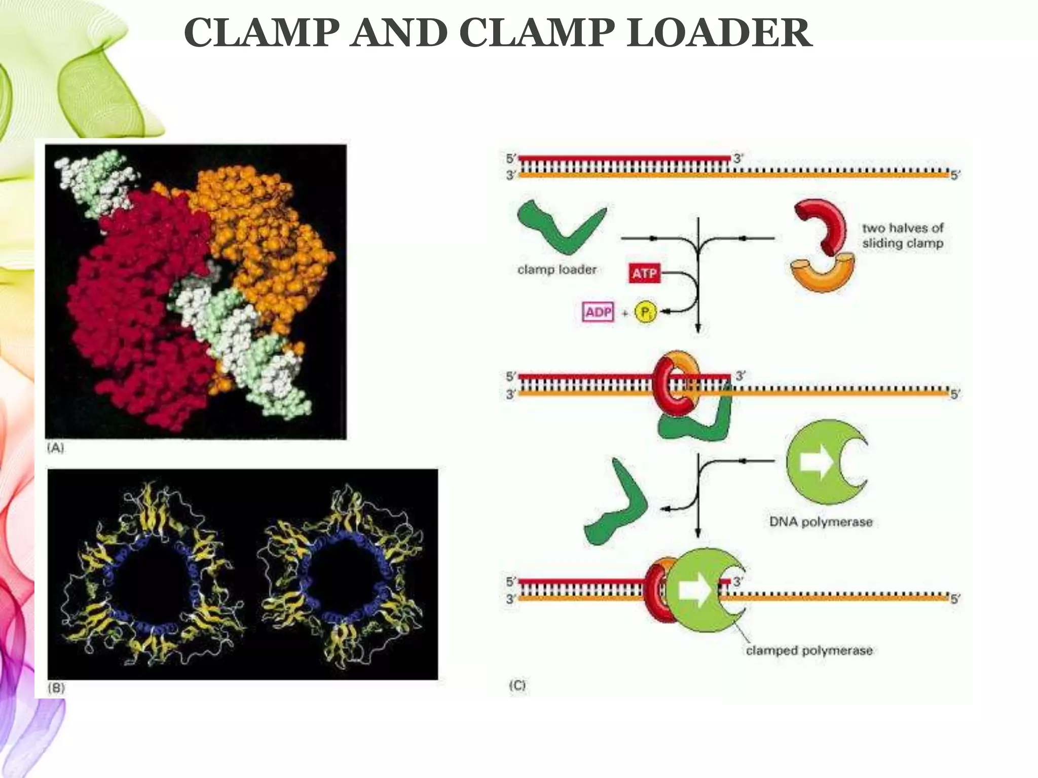 Replication fork final | PPTX