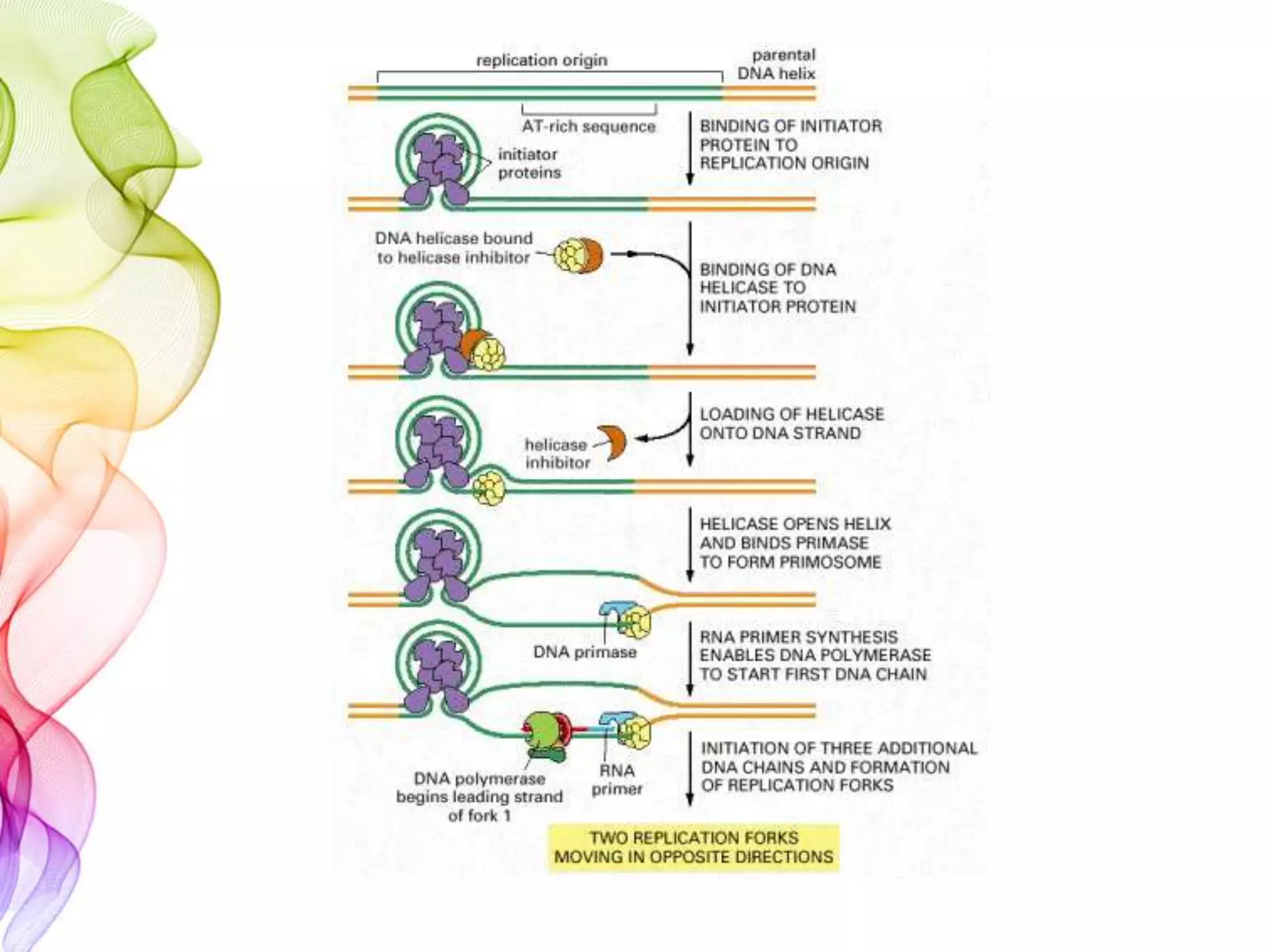 Replication fork final | PPTX
