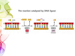 Replication fork final | PPTX