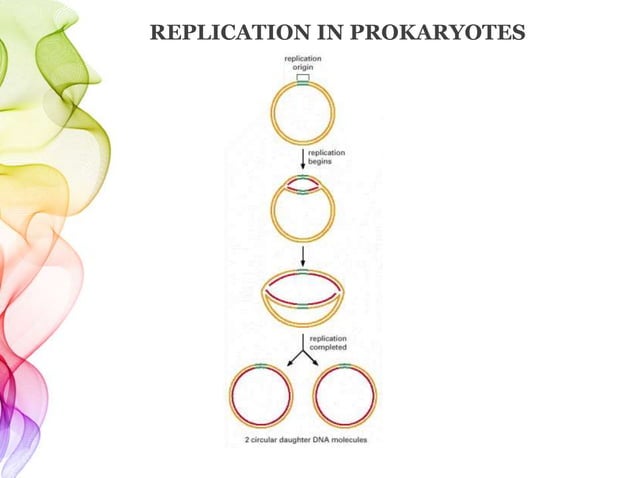 Replication fork final | PPTX