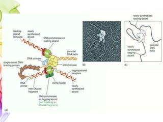 Replication fork final | PPTX