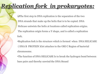 Replication fork final | PPTX