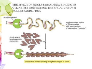 Replication fork final | PPTX
