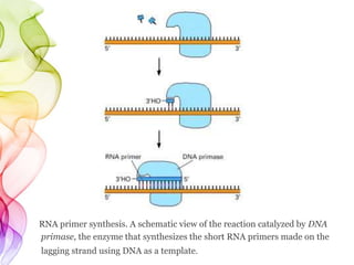 Replication fork final | PPTX