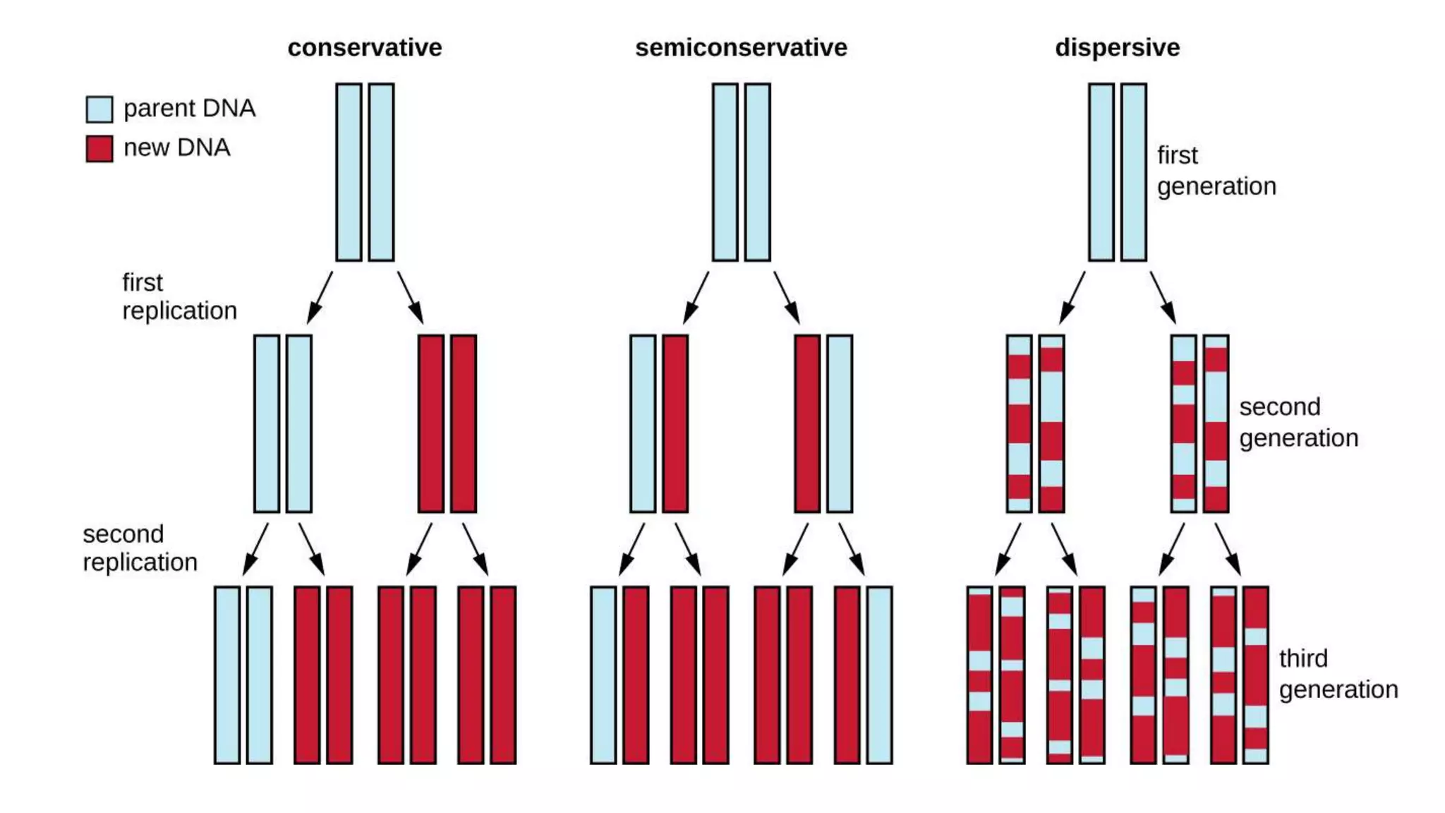Replication in Bacteria.pptx