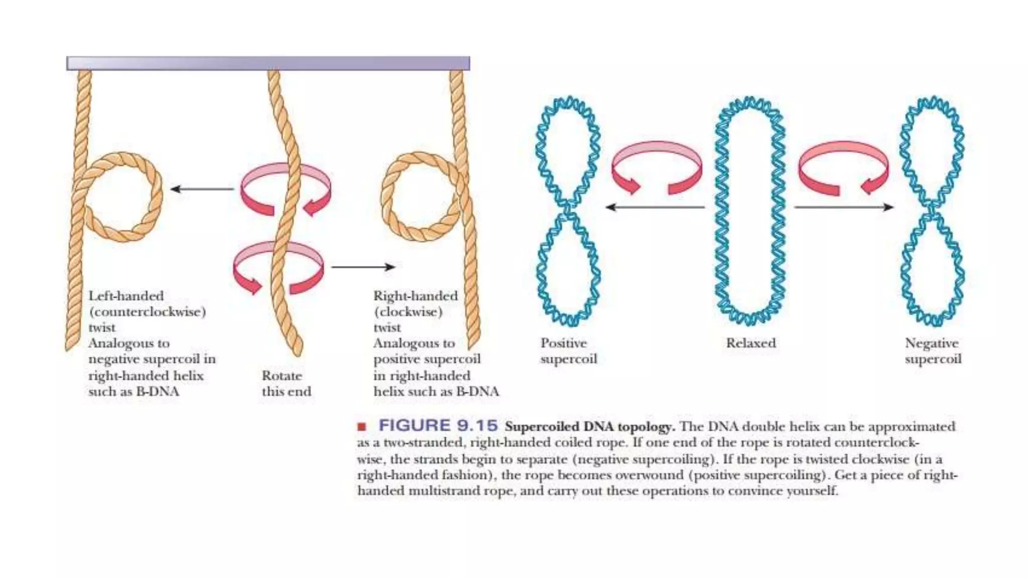 Replication In Bacteria Pptx