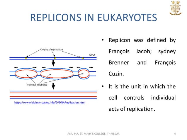 Replication in eukaryotes | PPTX | Biological Sciences | Science