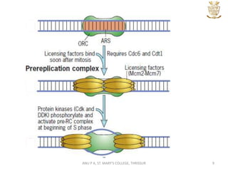 Replication in eukaryotes | PPTX