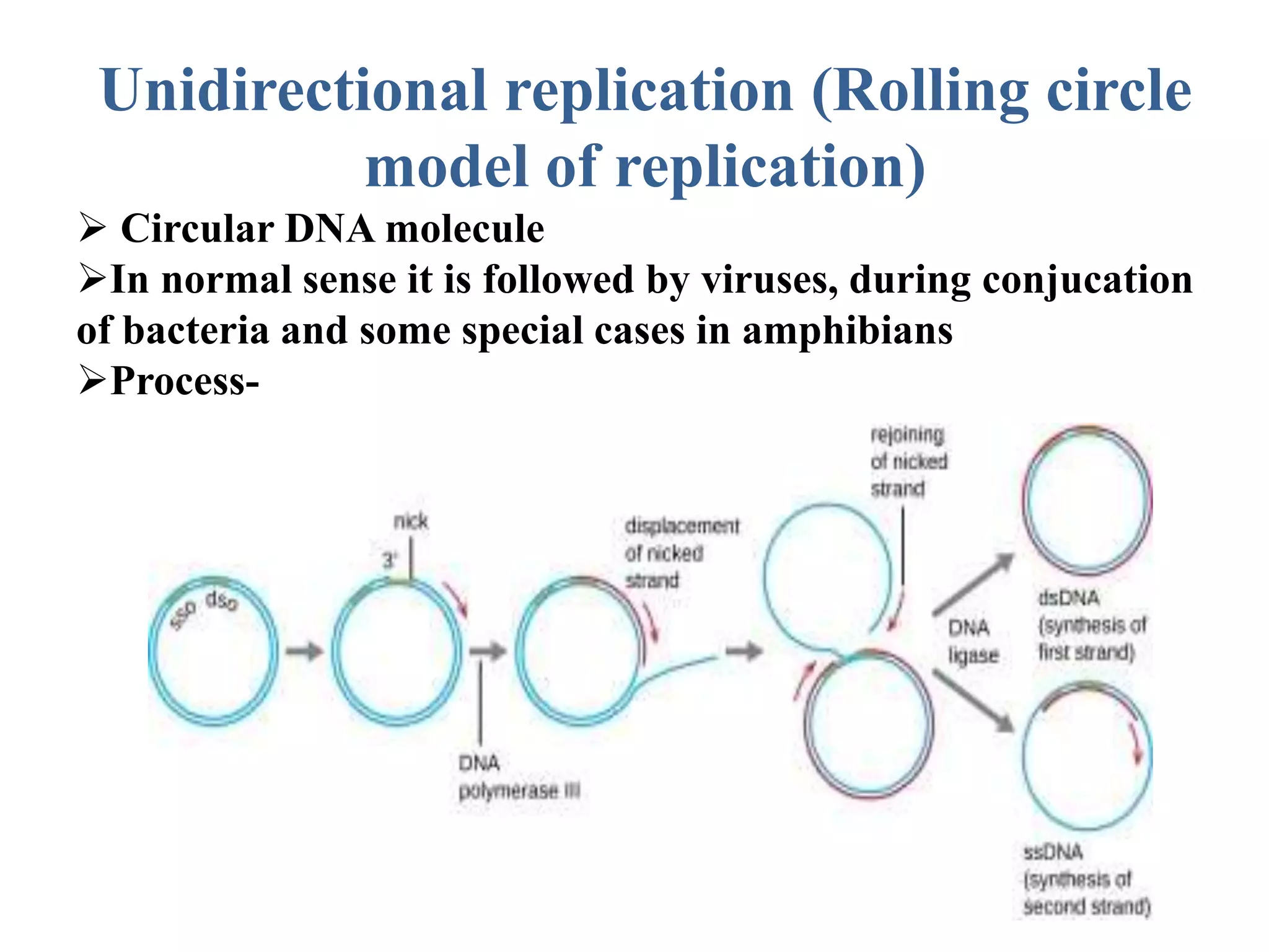 Replication in prokaryotes | PPTX