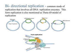 Replication in prokaryotes | PPTX