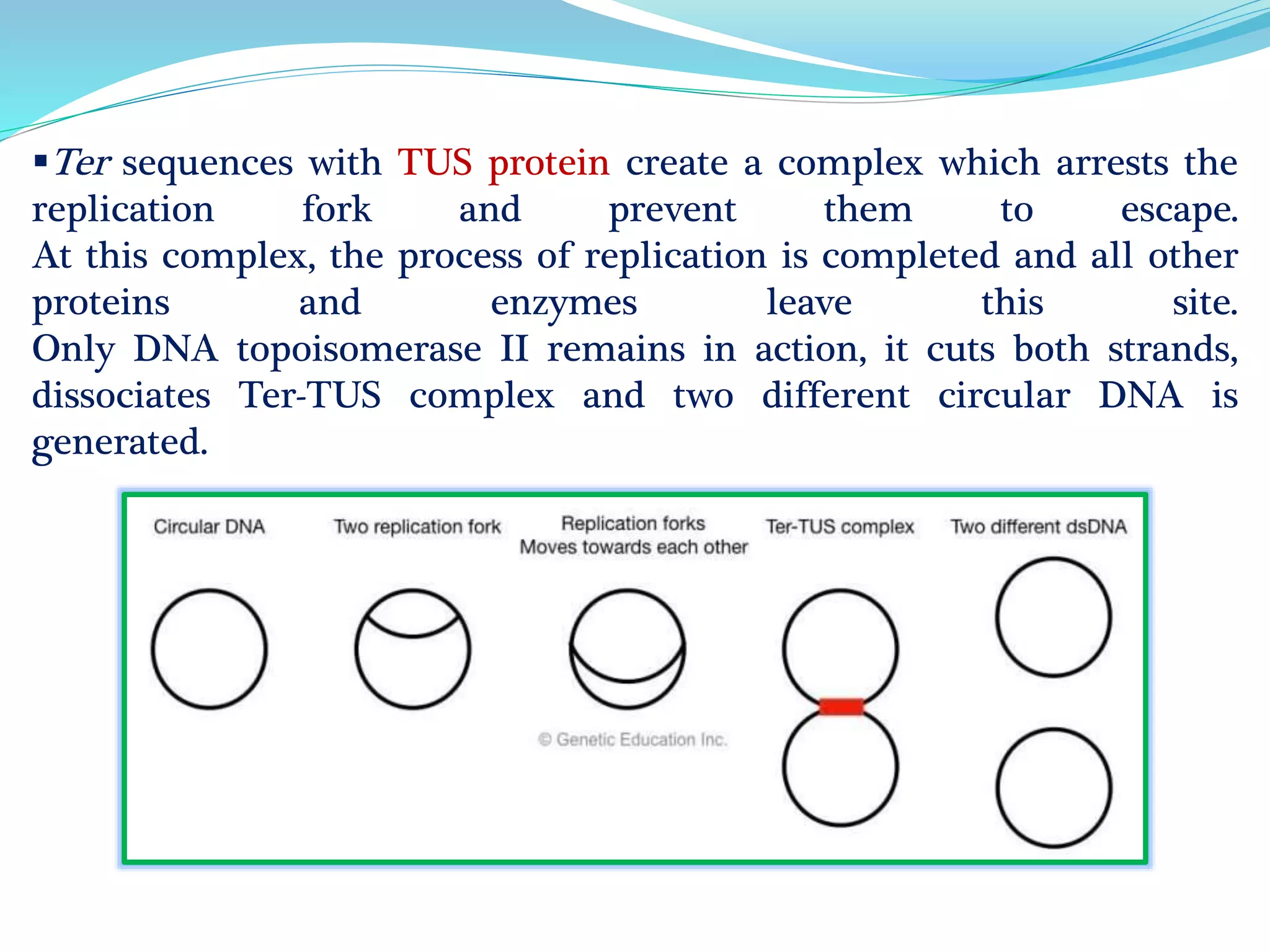 Replication in prokaryotes | PPTX