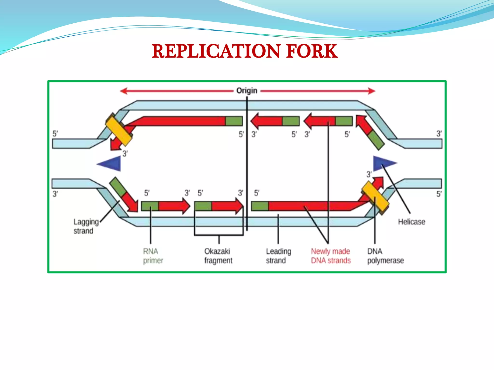 Replication in prokaryotes | PPTX