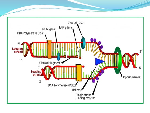 Replication in prokaryotes | PPT