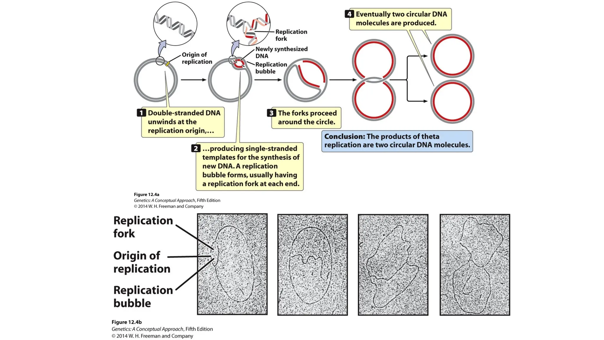Replication In Viruses. Viral DNA replication | PPTX