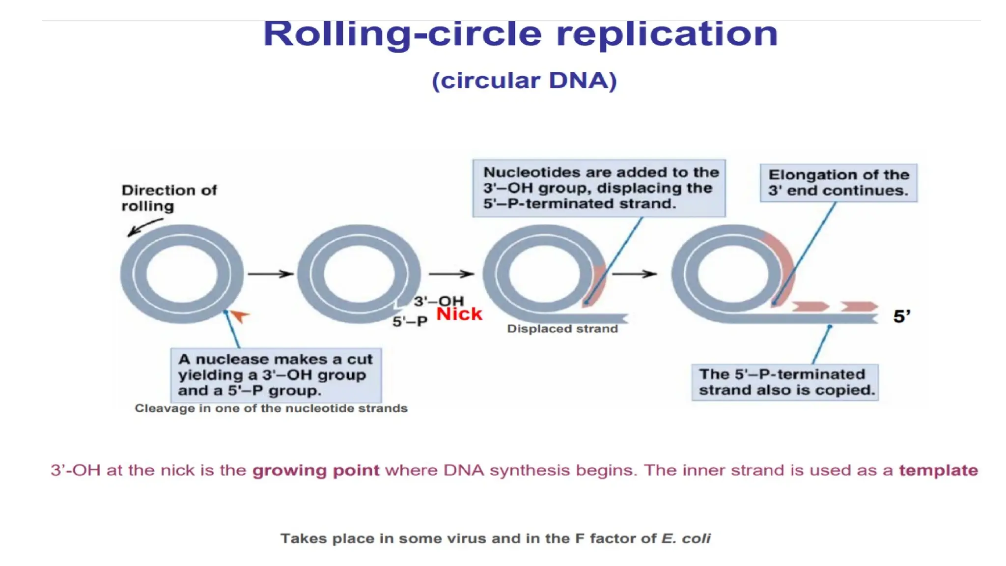 Replication In Viruses. Viral DNA replication | PPTX