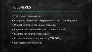 Replication of chromosomal ends | PPTX